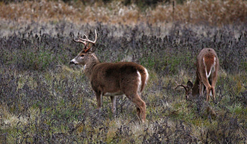 two bucks | Work in Progress