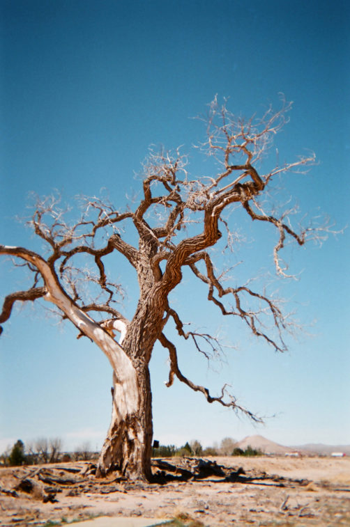 TREE | Work in Progress